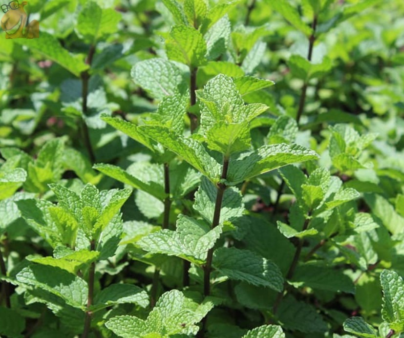 Mentha piperita Chocolate-olandeza butasi-10+5 gratis - Gradina ...