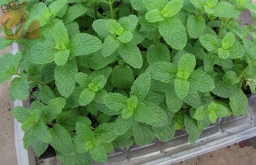 Mentha piperita Chocolate-olandeza butasi-10+5 gratis - Gradina ...