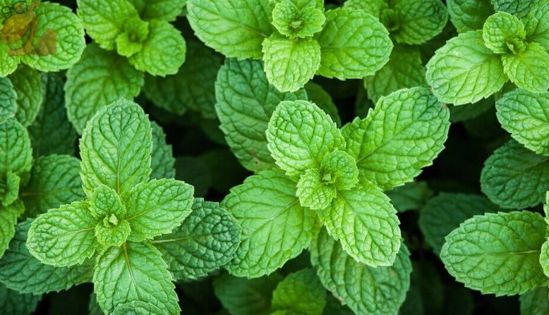 Mentha piperita Chocolate-olandeza butasi-10+5 gratis - Gradina ...