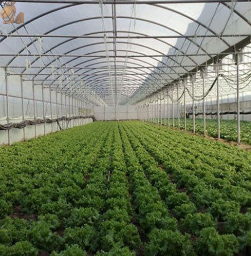 Mentha piperita Chocolate-olandeza butasi-10+5 gratis - Gradina ...